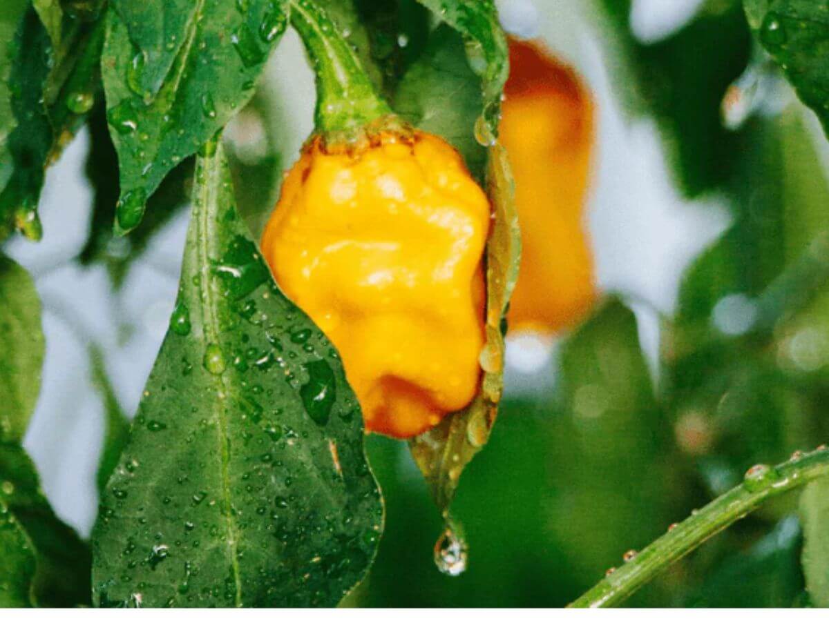 All You Need to Know About 7-Pot Brain Strain Peppers