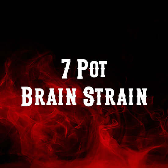 7 Pot Brain Strain Chili Peppers - Buy Powder, Flakes & Peppers ...