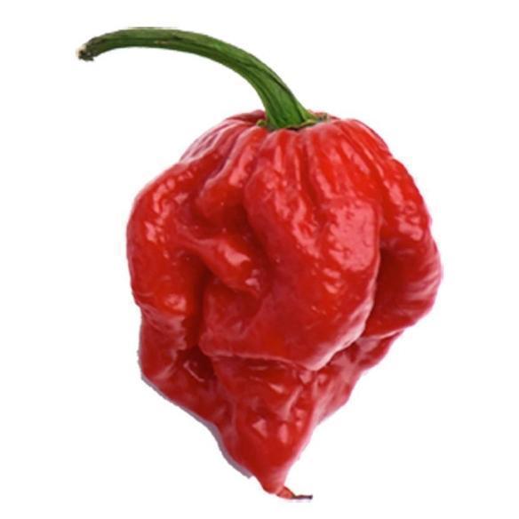 Carolina Reaper Salt | 100% Pure Carolina Reaper Infused With Sea Salt ...